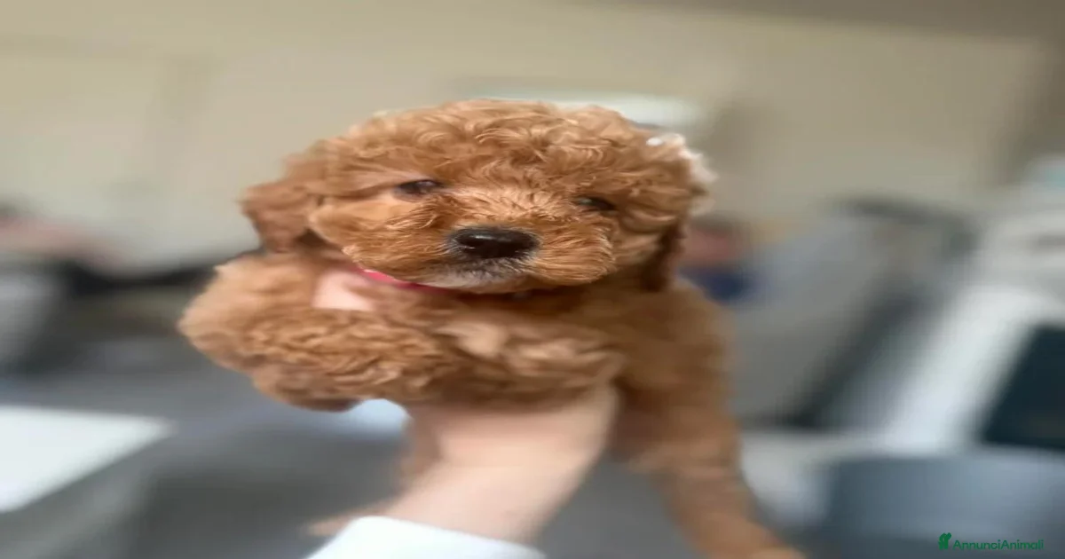 Cockapoo Adult Cuccioli in vendita | AnnunciAnimali