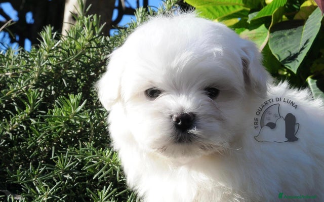 Maltese Mini Toy Allevamento Master ENCI in vendita a Roma | AnnunciAnimali