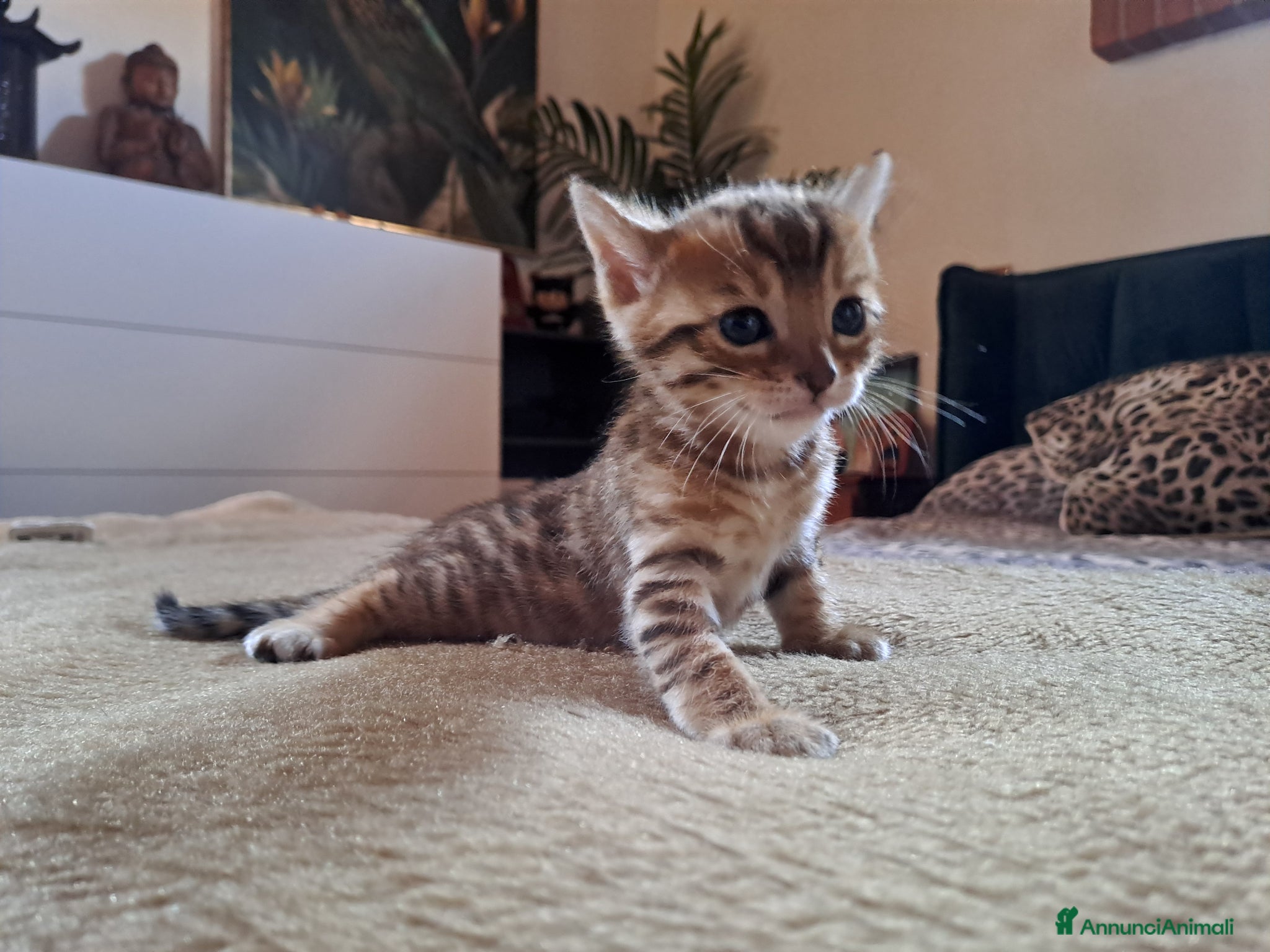 Gattina Bengala di 9 mesi in vendita a Borso del Grappa | AnnunciAnimali