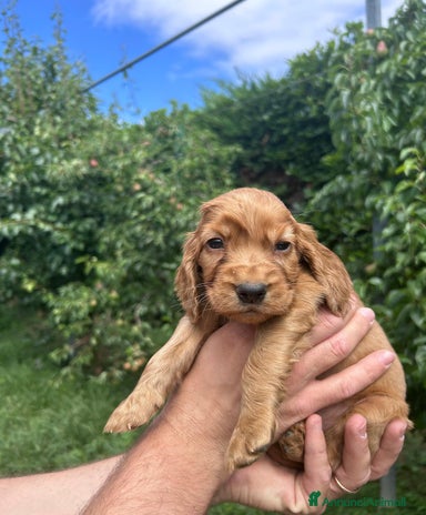 Disponibili Cocker Spaniel cuccioli in vendita | AnnunciAnimali