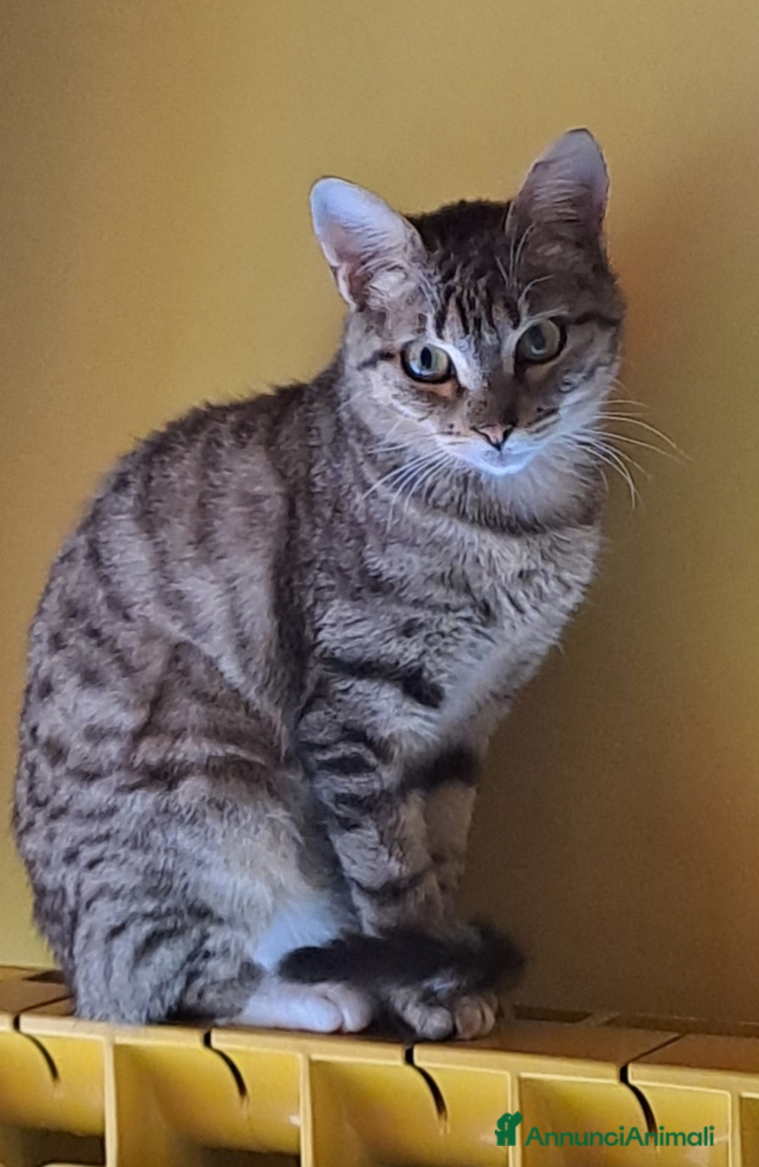 Sole, dolcissima micia cerca casa in regalo a Roma | AnnunciAnimali