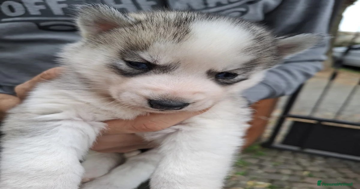 Siberian Husky in adozione in regalo a Palermo | AnnunciAnimali