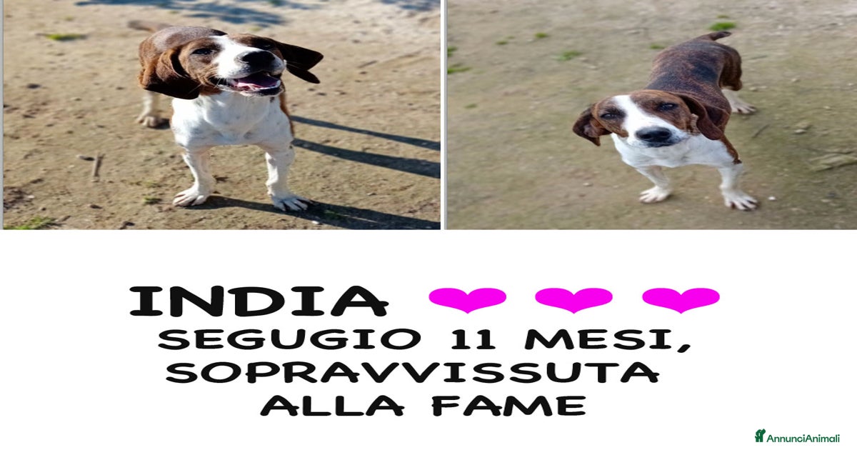 INDIa in regalo a Provincia di Bergamo | AnnunciAnimali