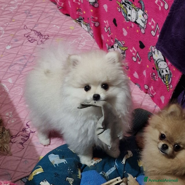 Cani dei Faraoni Cani Razza - Prezzo, Temperamento & Foto | AnnunciAnimali