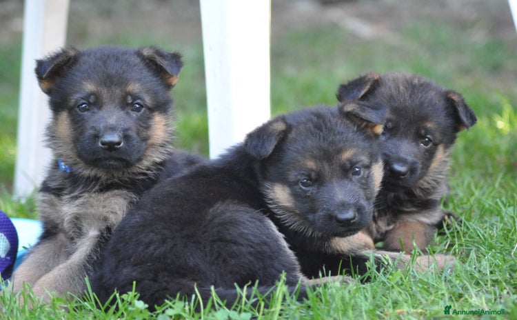 Pastore Tedesco cuccioli in vendita a Magenta | AnnunciAnimali