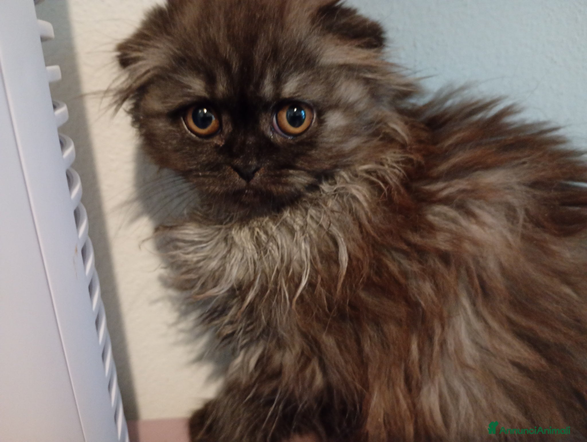 Gattine Scottish longhair in vendita a Vicenza | AnnunciAnimali