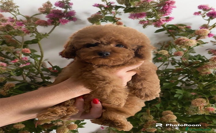 Barboncino Toy Cuccioli in vendita | AnnunciAnimali